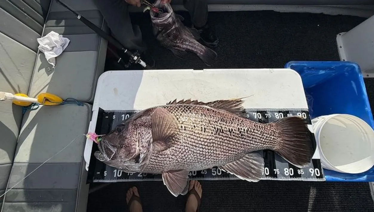 Fishing in Monkey Mia: Tips, Rules, and Best Spots