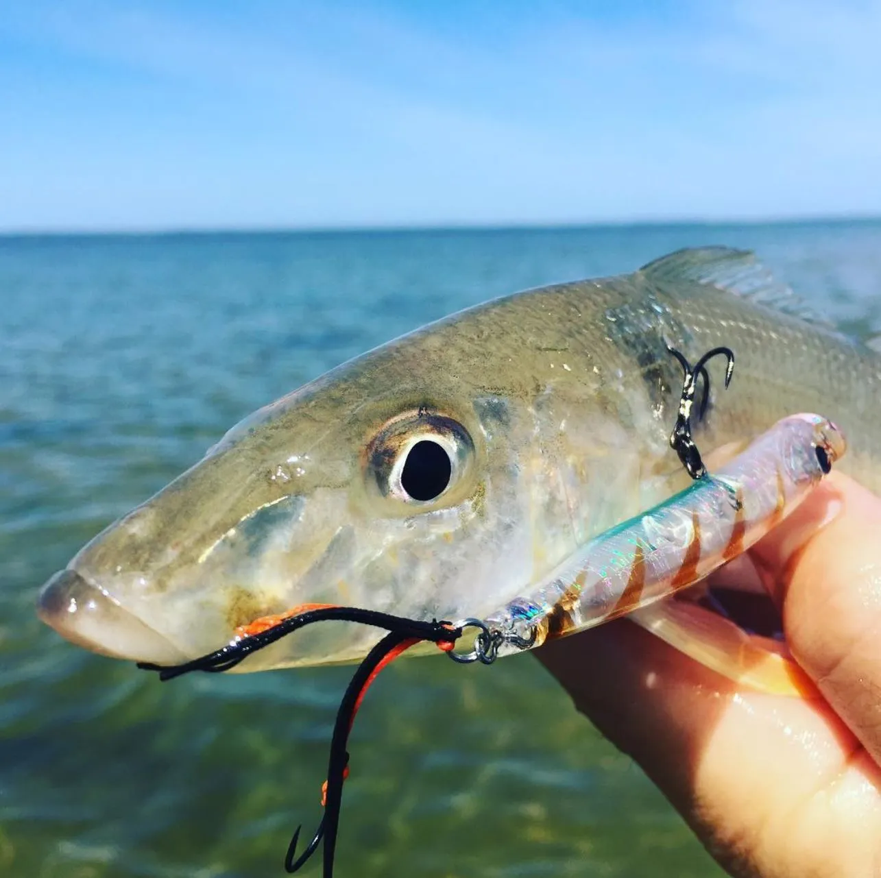 Fishing in Monkey Mia: Tips, Rules, and Best Spots